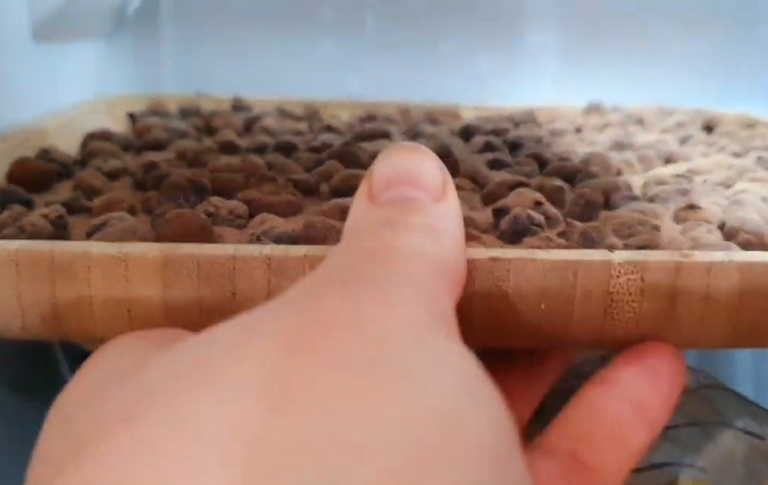 Grains De Café à Croquer - Faire à La Maison