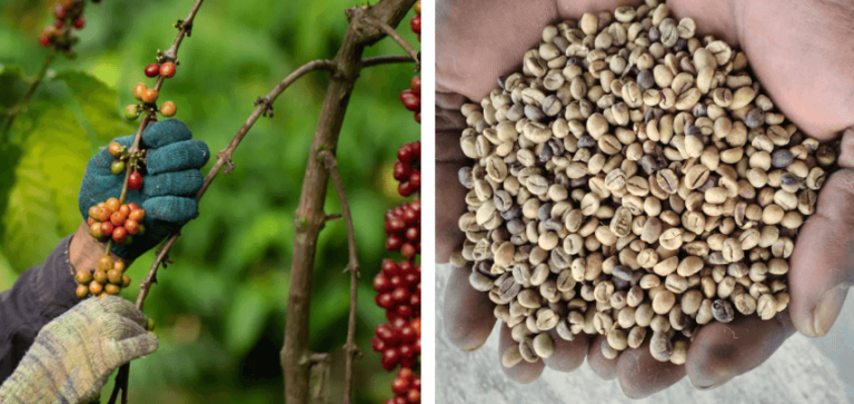 Café Côte D'Ivoire - Guide Des Particularités